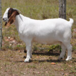 Meat Goat Breeds: A Comparison - Goat Journal